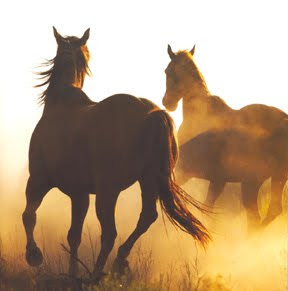 Frasi dedicate all’animale più bello del mondo | cavalliunsognoproibito